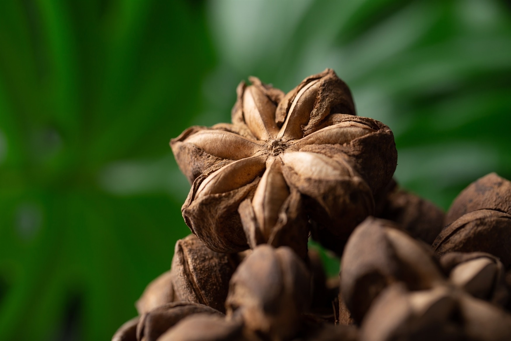 Sacha Inchi Oil: An Omega-3 Superfood for Cholesterol and Blood Sugar