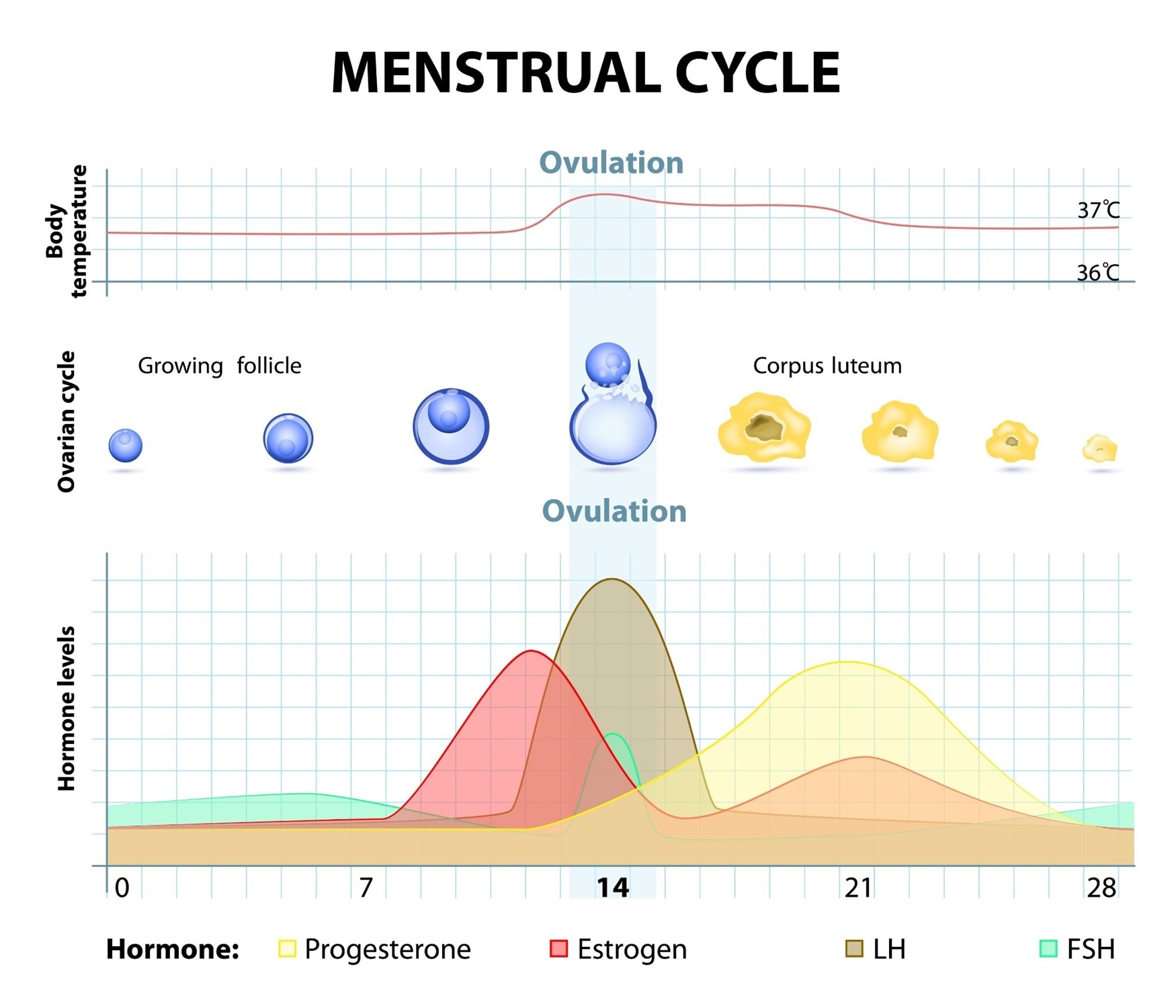 Does the menstrual cycle change sports performance?