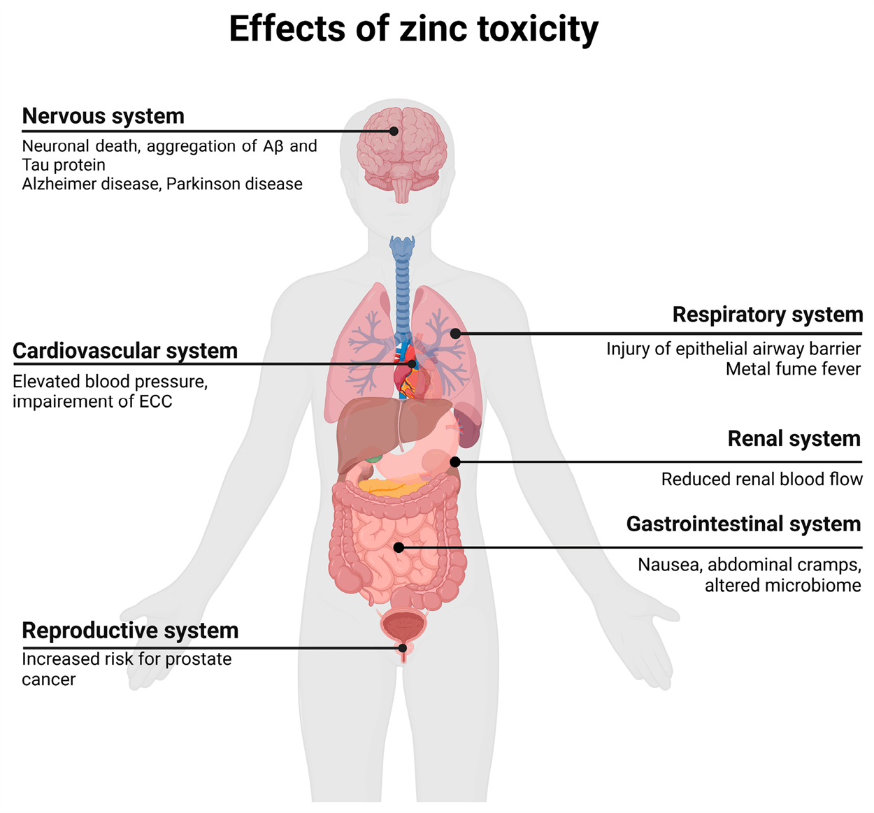 Health Benefits of Zinc and How to Get Enough from Diet