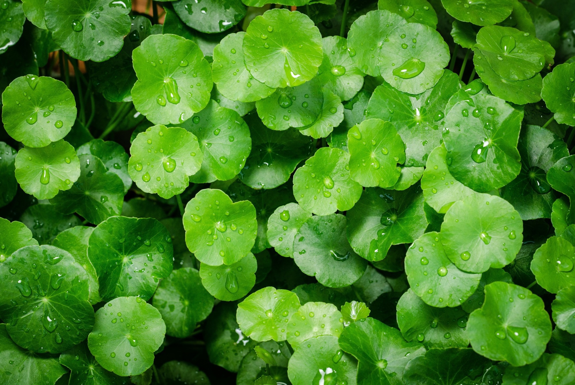 What is Gotu Kola? A Guide to its Science and Health Benefits