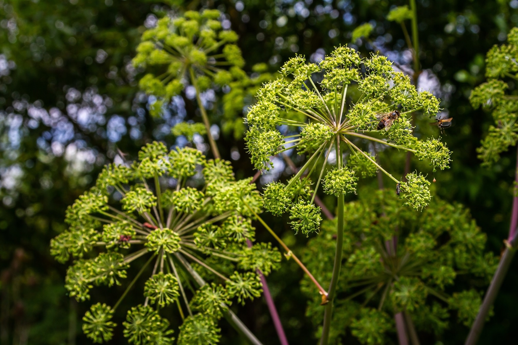What Is Angelica Root? Benefits, Nutrition, and How It Supports Women’s ...