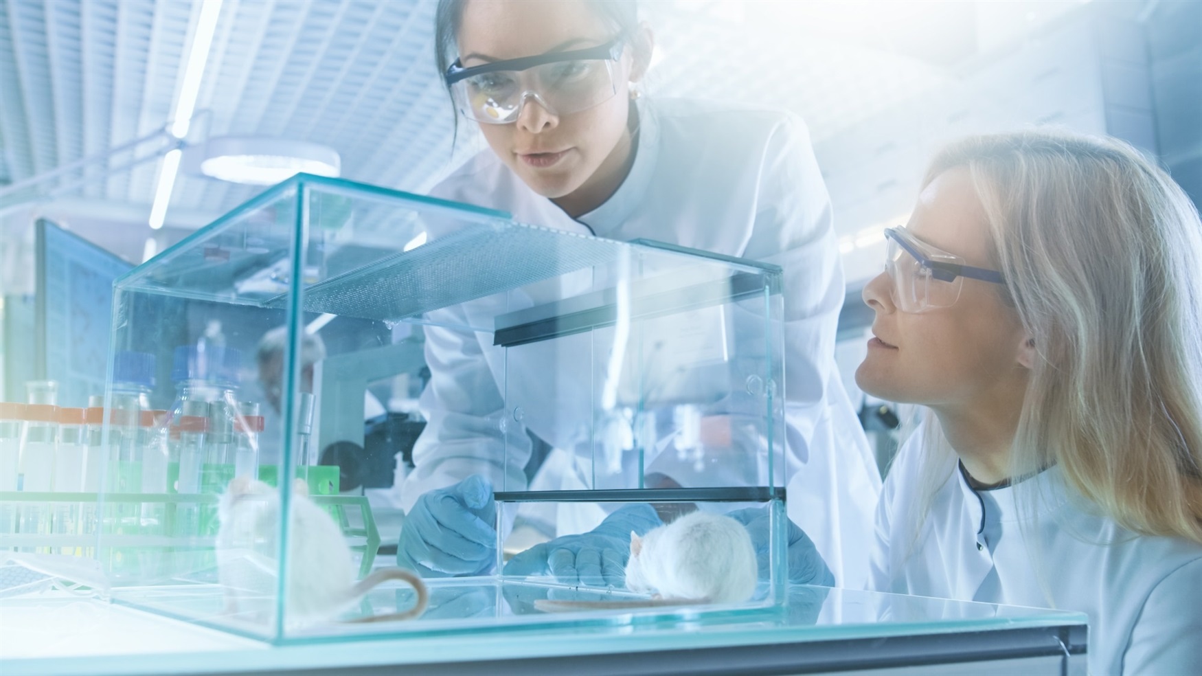 Top 5 most used host animals for research