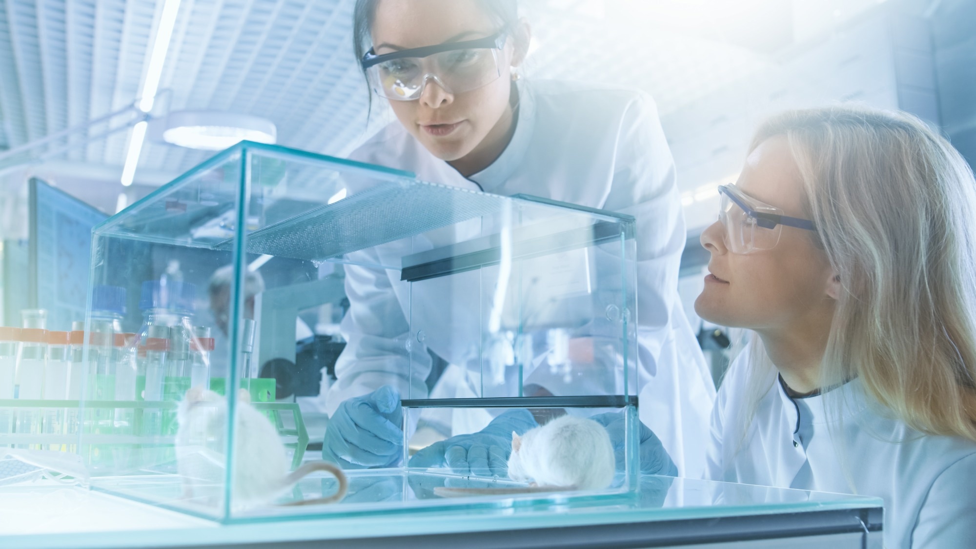 Top 5 most used host animals for research
