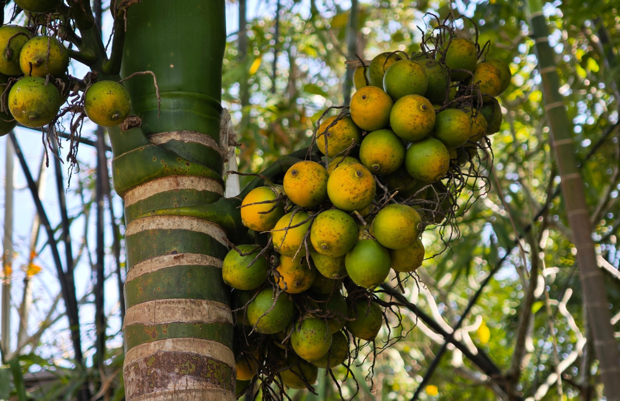 Review links betel nut addiction to cancer, heart disease, and ...