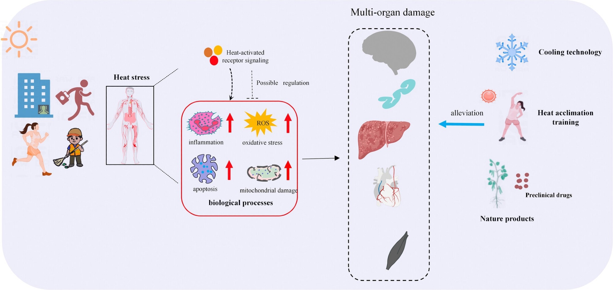 How Heat Stress Affects the Human Body at the Cellular Level