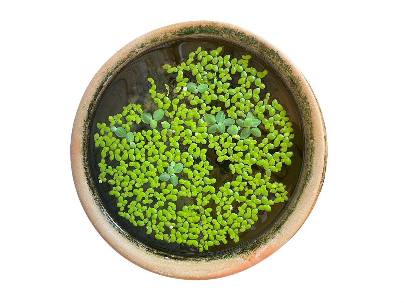 Why Mankai (Wolffia globosa) Is Emerging as a Functional Food for ...