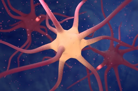 What Are Neuropeptides and Why Are They Important?