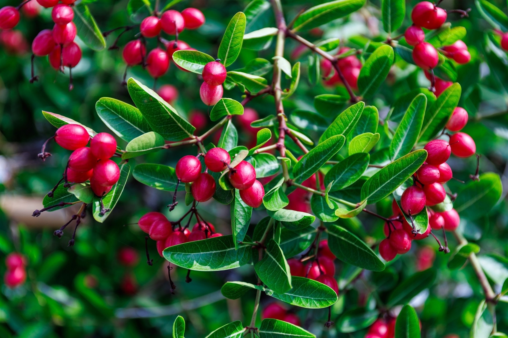 What Is Miracle Berry and How Does It Change Taste? Benefits, Uses, and ...