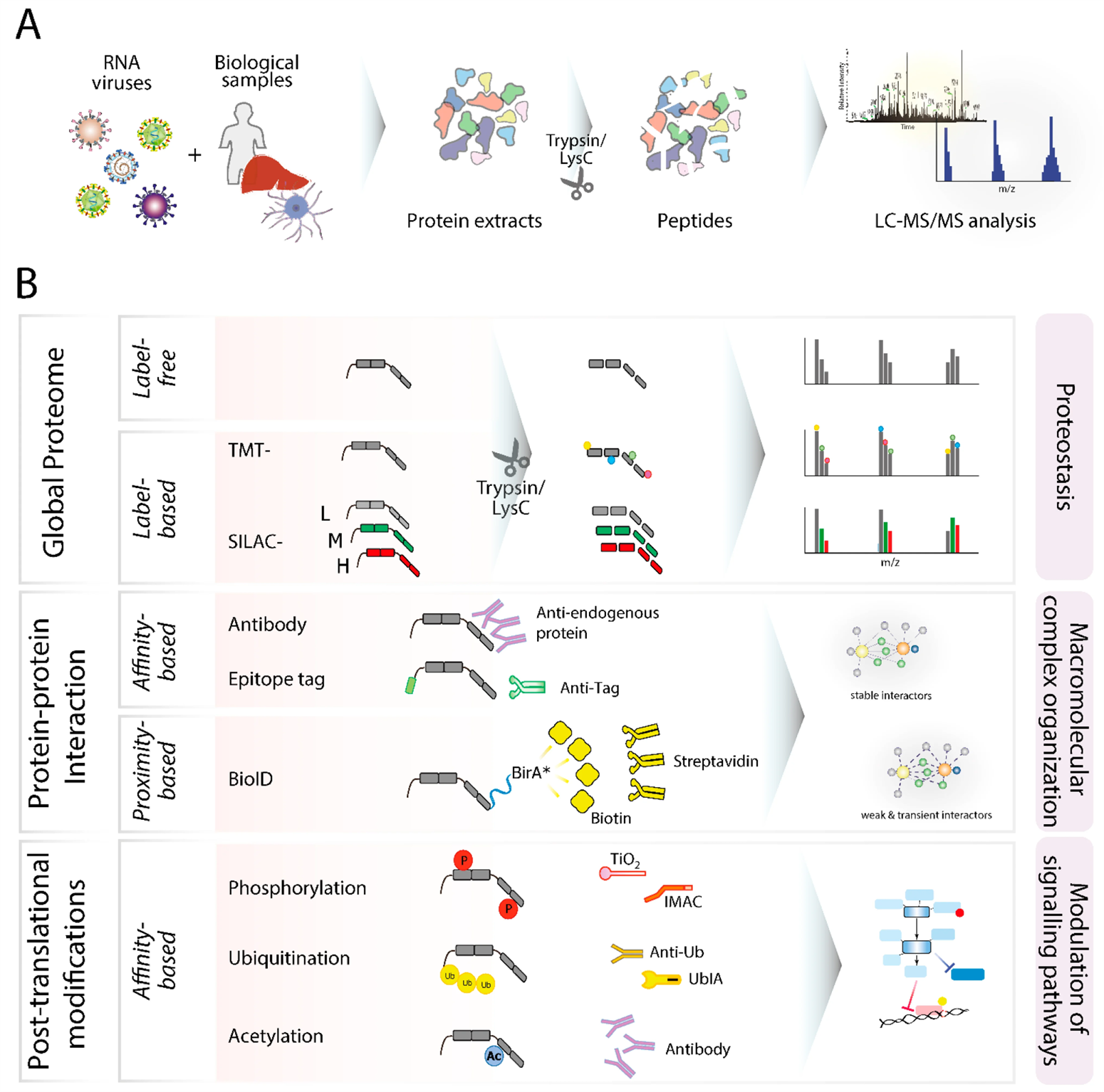 Role of Proteomics in Systems Biology and Disease Research