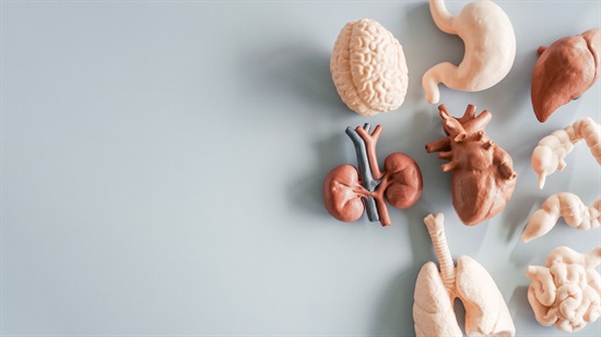 Xenotransplantation Explained: How Animal Organs Could Transform Medicine