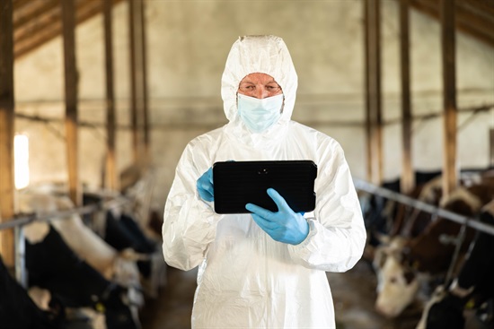 How a tiny H5N1 dose triggers massive virus shedding in cow milk