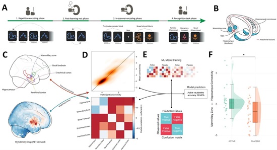 Histamine boost helps the brain remember, decide, and learn from loss