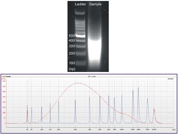Comparison of DNA Quantification and Characterization Techniques