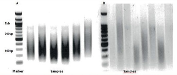 10 Tips for Successful ChIP Result Using Chromatrap® Technology