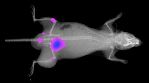In Vivo Xtreme Optical and X-ray Small Animal imaging System