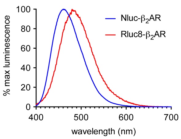 Monitoring Live Cell Ligand Binding to GPCRs with NanoBRET