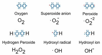 Measurement of Reactive Oxygen Species in Different Cell Types
