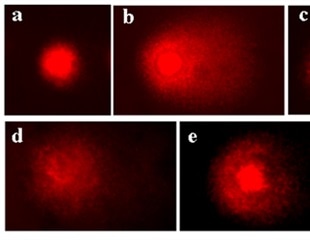 Comet Assay Applications