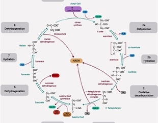 Citric Acid Cycle Regulation