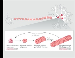 Active Alpha-Synuclein Proteins for In Vitro and In Vivo Experiments