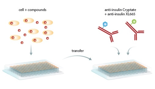 Development of Homogeneous HTRF Insulin Assay