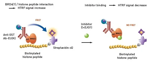 Reliable Measurement of HTRF Assays in 1536-Well Format using ...