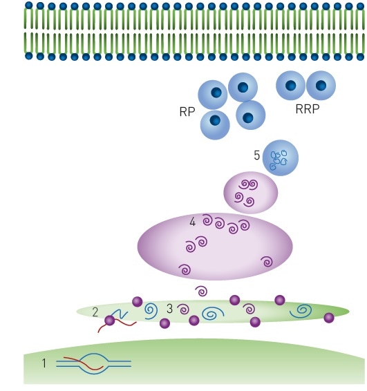Monitoring Insulin Granule Packaging in Live Cells