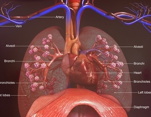 Lung microbiome