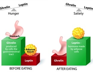 Ghrelin and Leptin