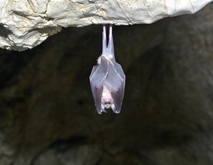 Which animal is most likely to spread the latest plague?