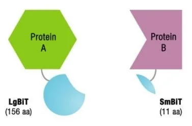 Using NanoBiT® Technology to Study the Dynamics of Protein Interactions ...