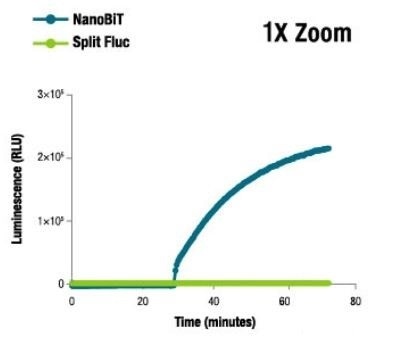 Studying Dynamics of Protein Interactions in Live Cells