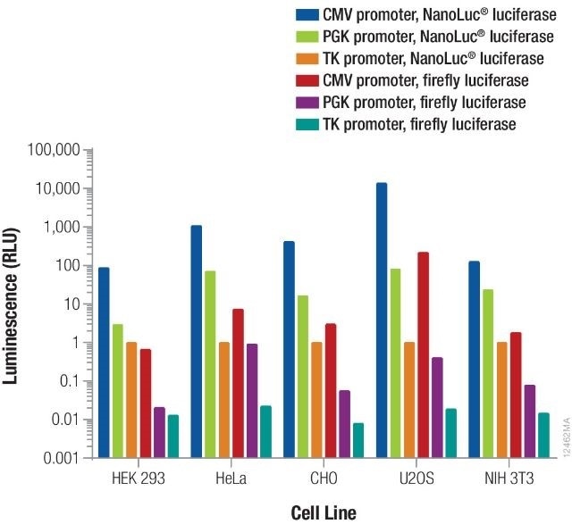 Normalization in Bioluminescent Reporter Assays