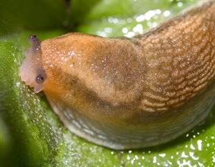 Slugs inspire a surgical bio glue