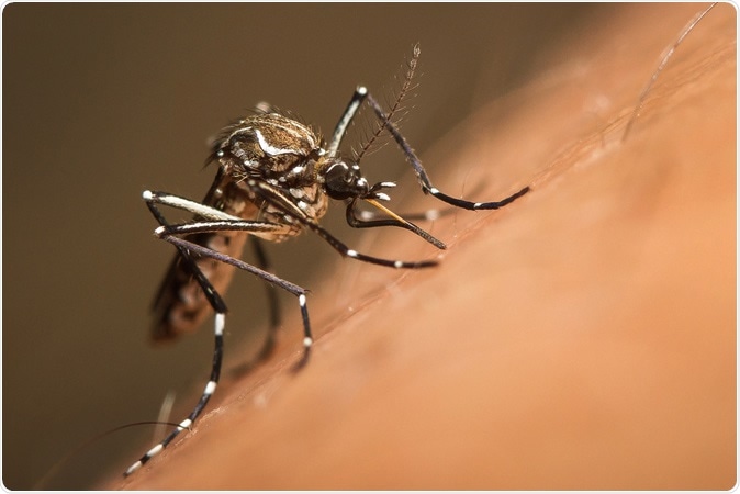 20 million engineered and bacteria charged mosquitoes to be released in ...