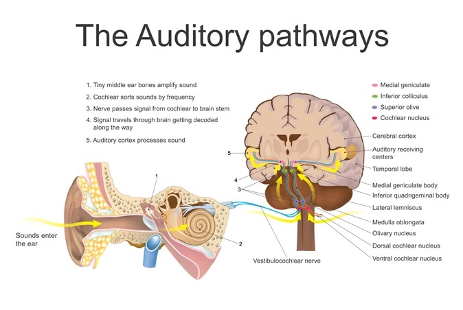 Pitch intonation in voices identified by special neurons