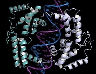 Serial Analysis of Gene Expression (SAGE)