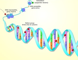 Histones and the Cell Cycle