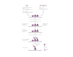 Explaining Immunostaining Protocols