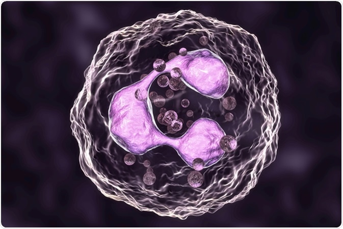 What is the difference Between a Phagocyte, Macrophage, Neutrophil and ...