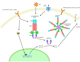 What is the Inflammasome?