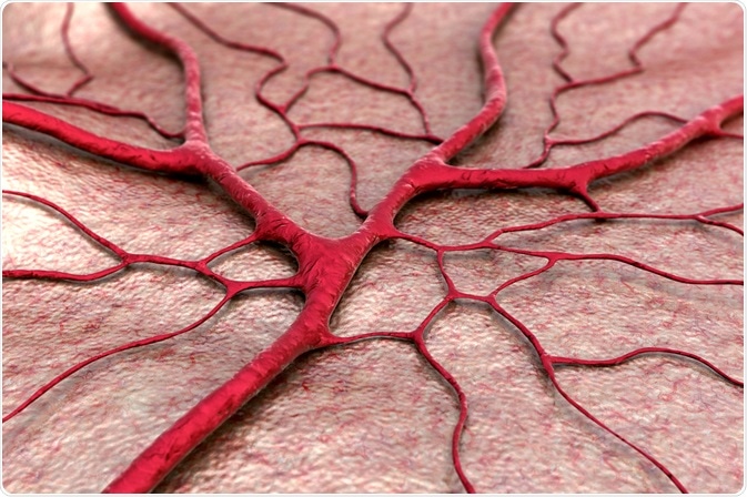 Pericytes: Purpose and Function