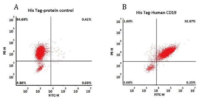 High-Affinity CD19 for CAR-T Cell Therapy