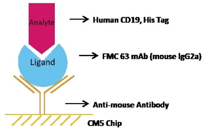 High-Affinity CD19 for CAR-T Cell Therapy