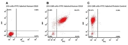 High-Affinity CD19 for CAR-T Cell Therapy
