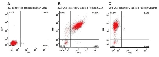 High-Affinity CD19 for CAR-T Cell Therapy