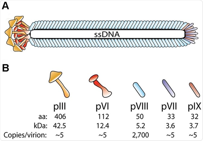 Phage Display Explained