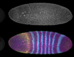 In vivo Fluorescence Microscopy