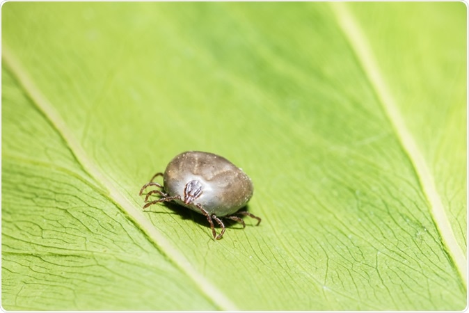 CDC investigating fast-multiplying Asian Longhorned tick
