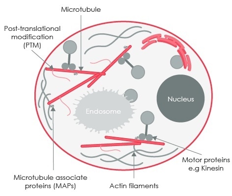 Understand the Tubulin Code with Microtubules